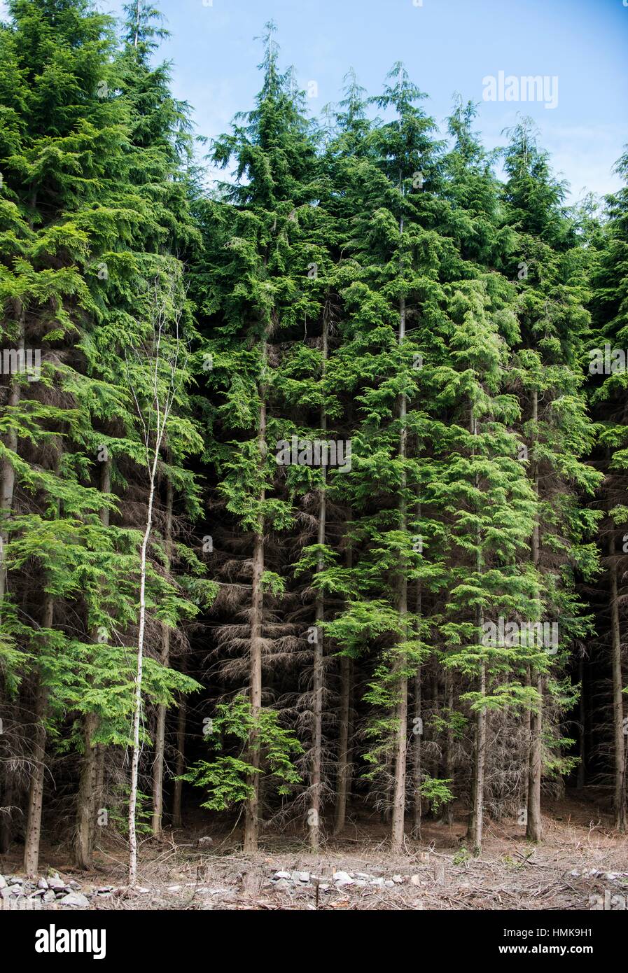 Upright edge hi-res stock photography and images - Alamy