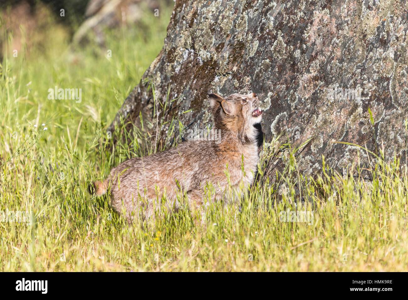 Canada lynx sitting in lynx hi-res stock photography and images - Alamy