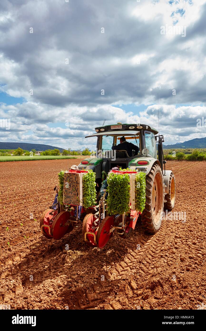 Farmers planting snuff plant hi-res stock photography and images - Alamy