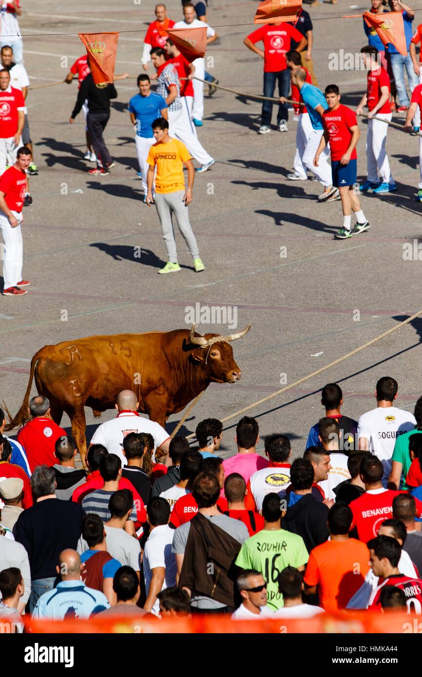 Bull with rope hi-res stock photography and images - Alamy