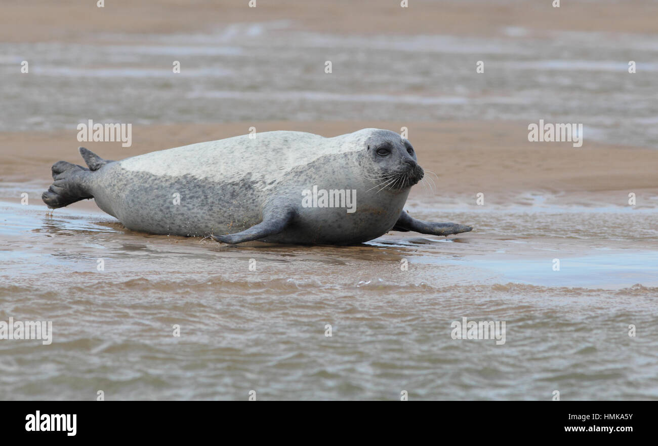 Harbour Seal (Phoca vitulina) - a female belly-flopping her way across ...