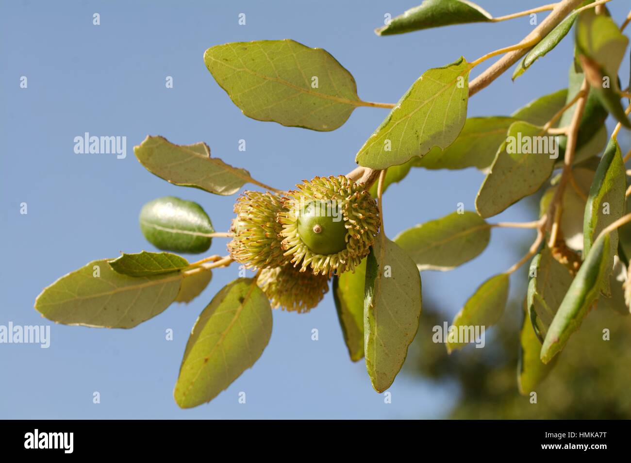 Young Acorns, holm oak (Quercus ilex), Andalusia, Spain Stock Photo - Alamy