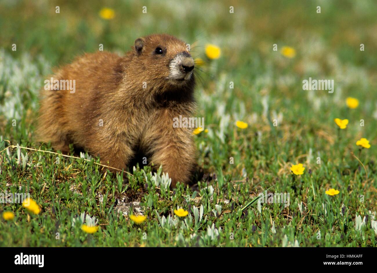 Olympic marmot hi-res stock photography and images - Alamy