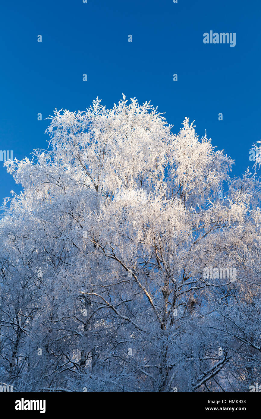 Hoarfrost trees and blue sky Stock Photo - Alamy