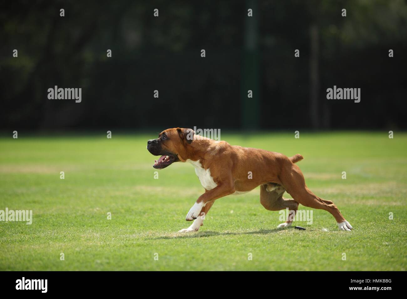 Boxer playing at park hi-res stock photography and images - Alamy