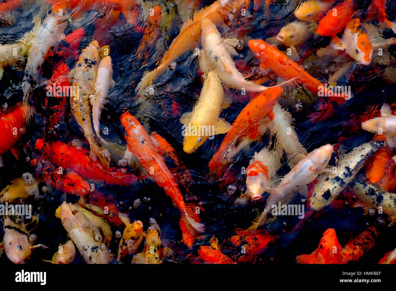 Koi Varieties High Resolution Stock Photography and Images - Alamy