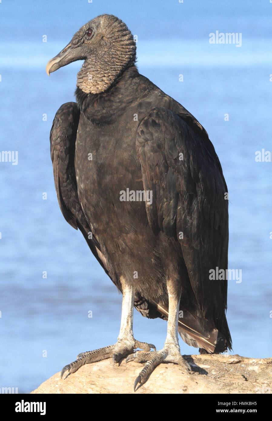 Zopilote costa rica hi-res stock photography and images - Alamy