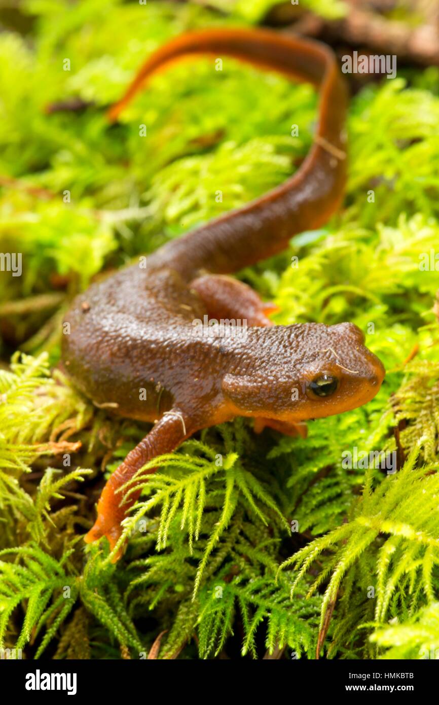 Rough Skinned Newt High Resolution Stock Photography and Images - Alamy
