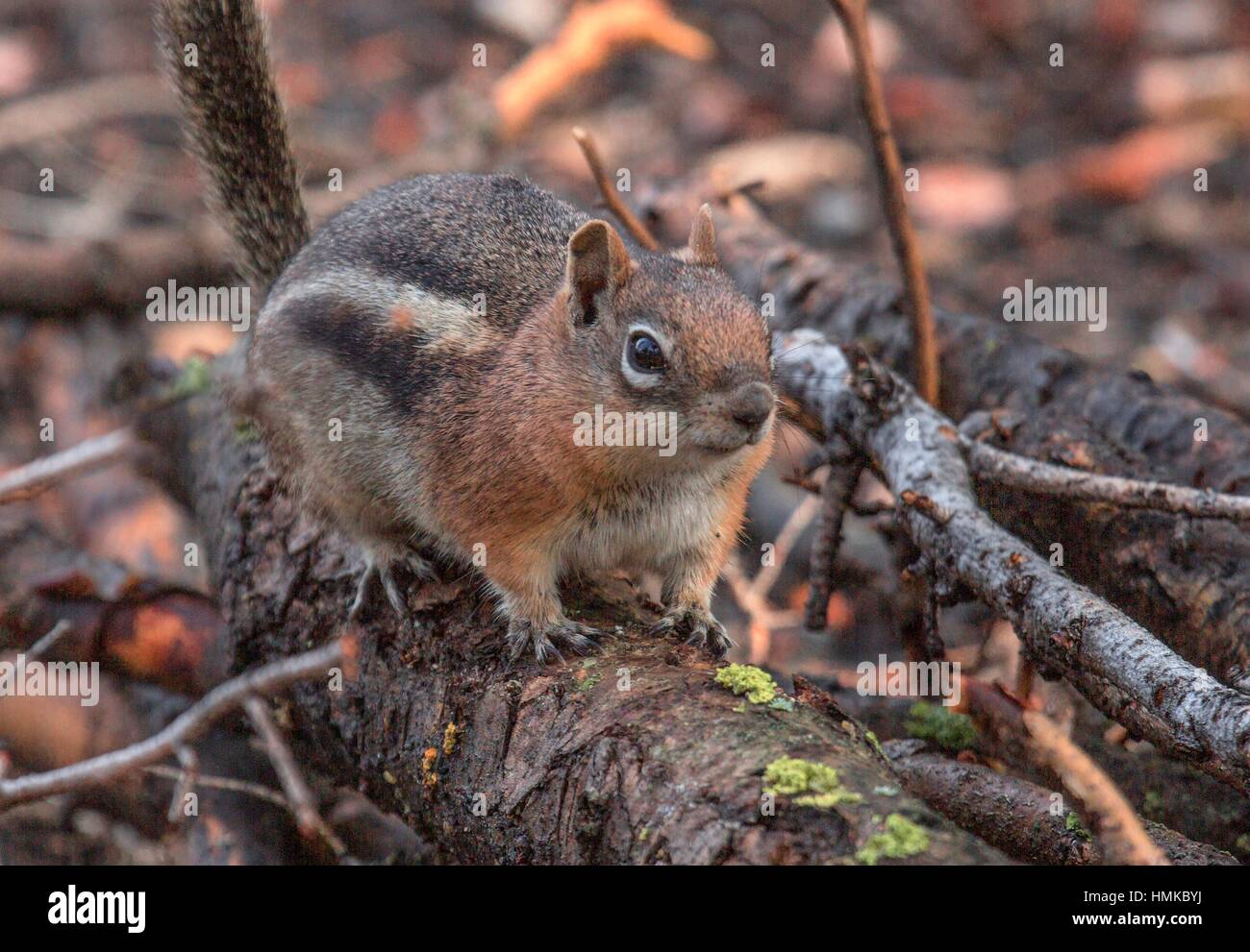 Chipmunk image hi-res stock photography and images - Alamy