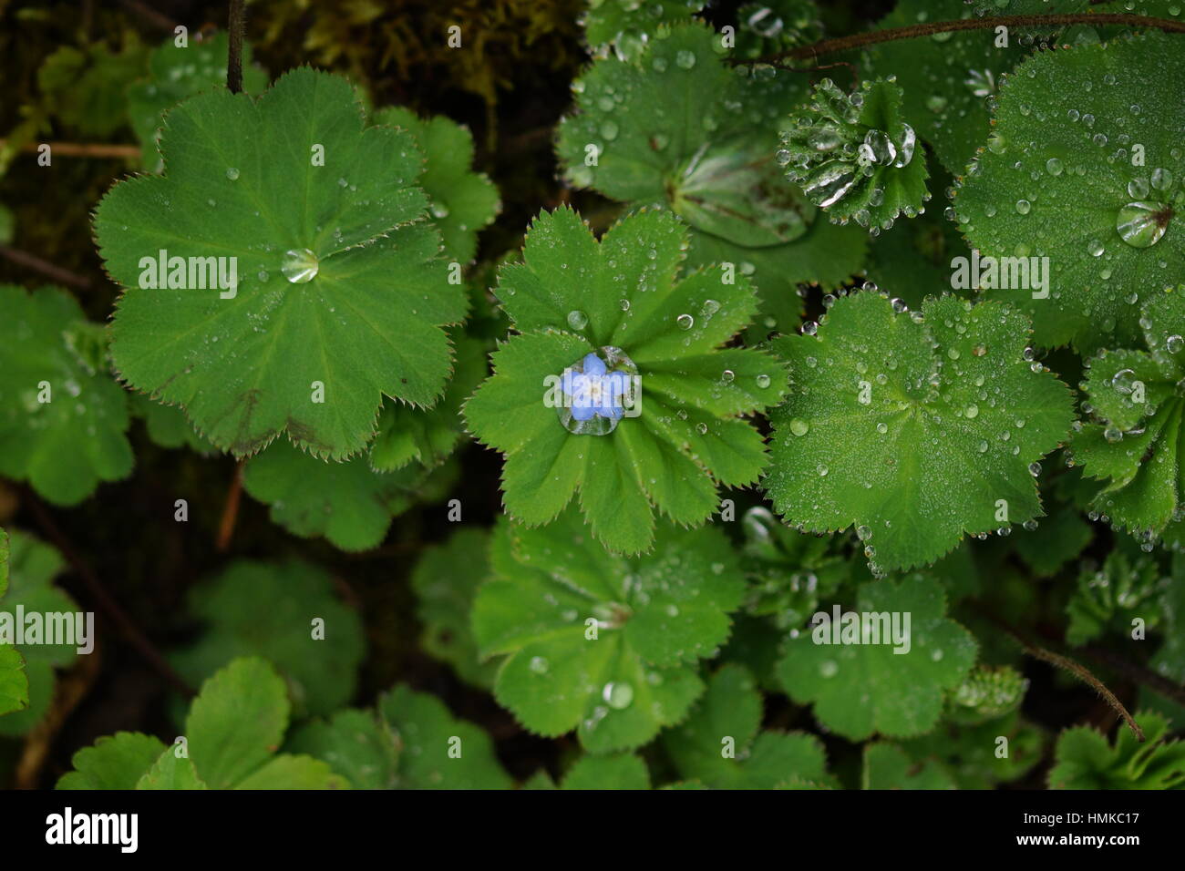 wildflower head in water droplet on Lady's Mantle plant Stock Photo - Alamy
