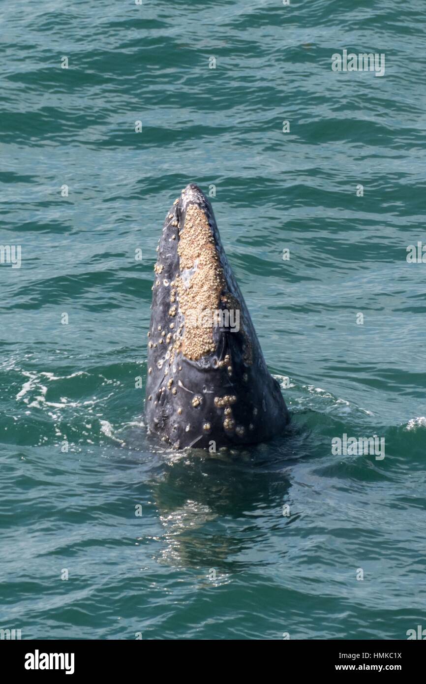 Gray whale migration hi-res stock photography and images - Alamy