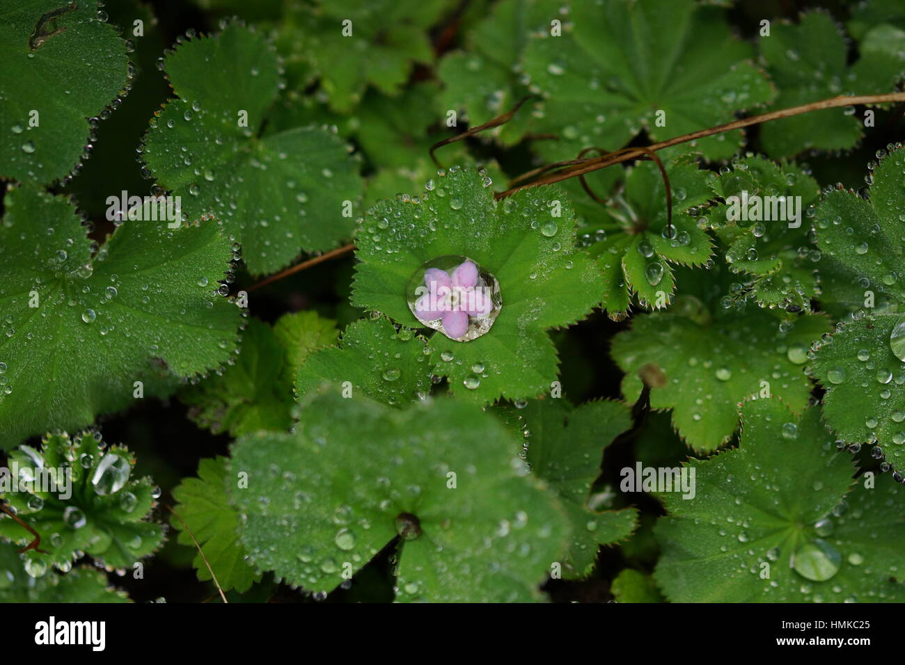 wildflower head in water droplet on Lady's Mantle plant Stock Photo - Alamy