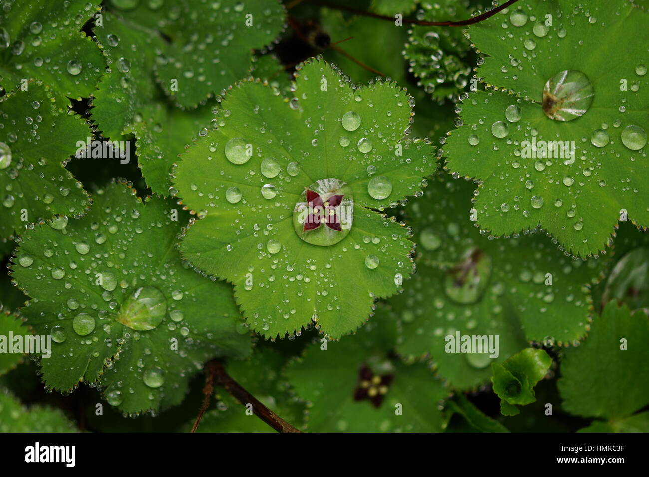 wildflower head in water droplet on Lady's Mantle plant Stock Photo - Alamy