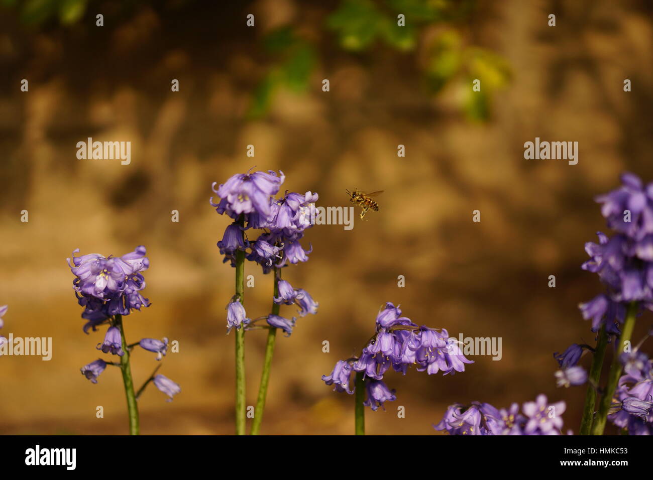 Spring flying bee uk hi-res stock photography and images - Alamy