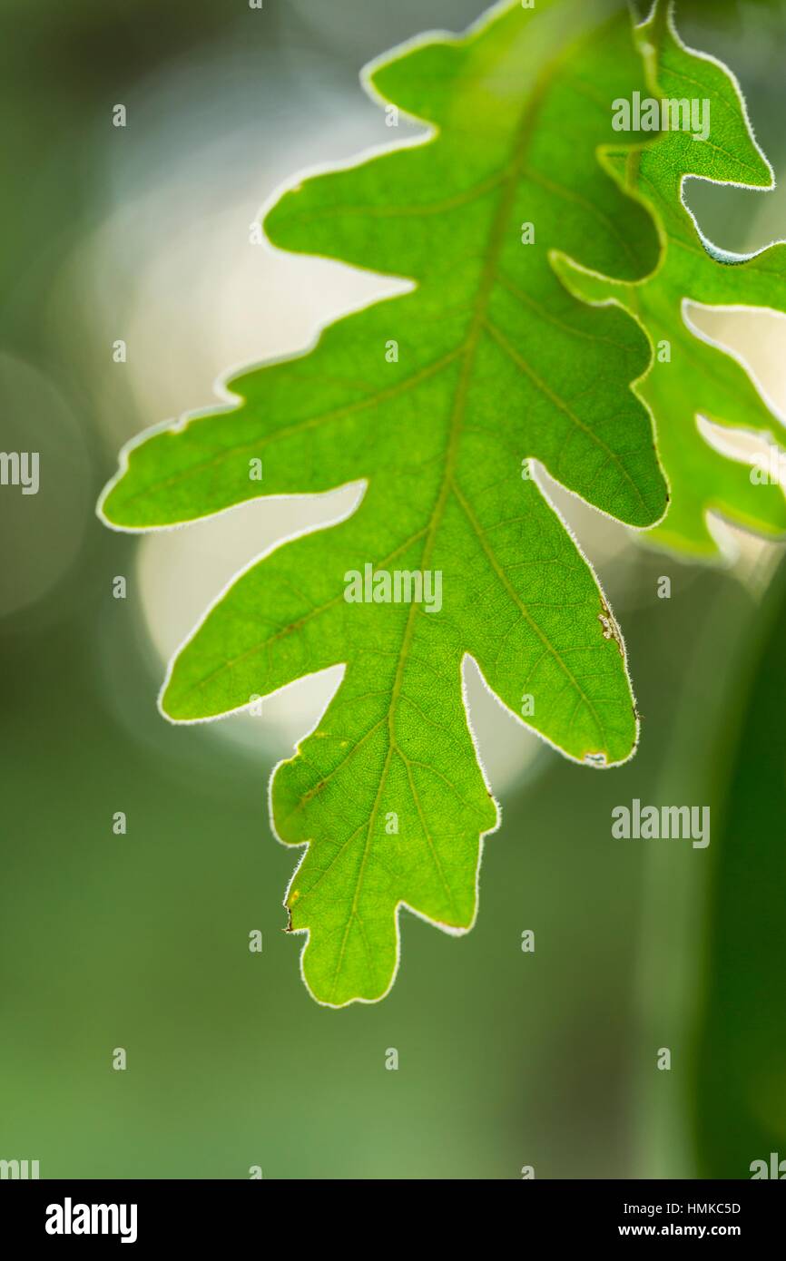 Quercus de roble hi-res stock photography and images - Alamy