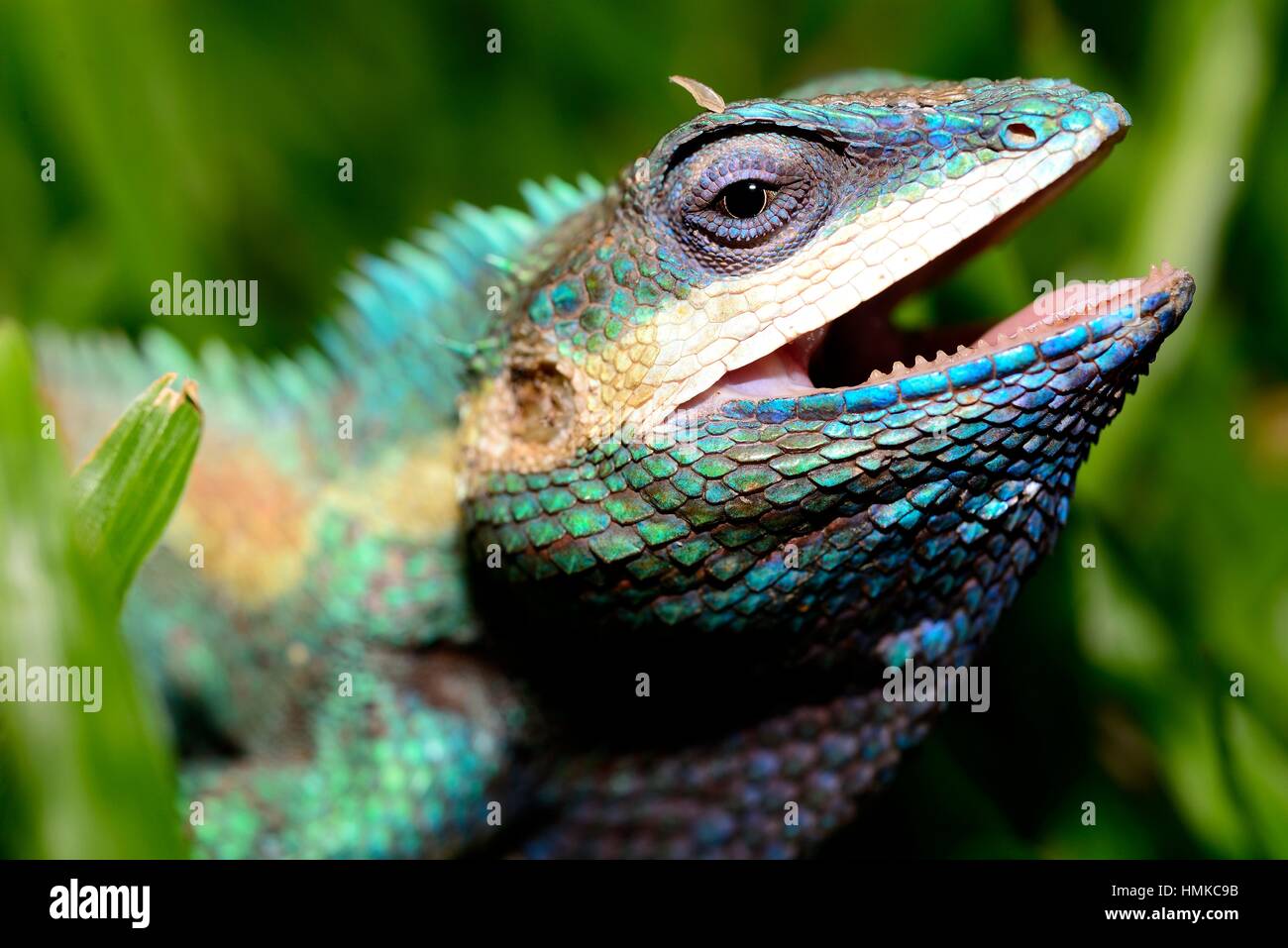 Blue crested lizard hi-res stock photography and images - Alamy