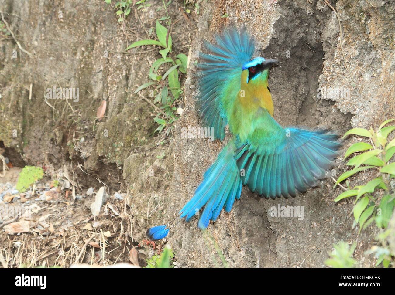 Momoto Común (Momutos momota) en la reserva biologica de monteverde ...