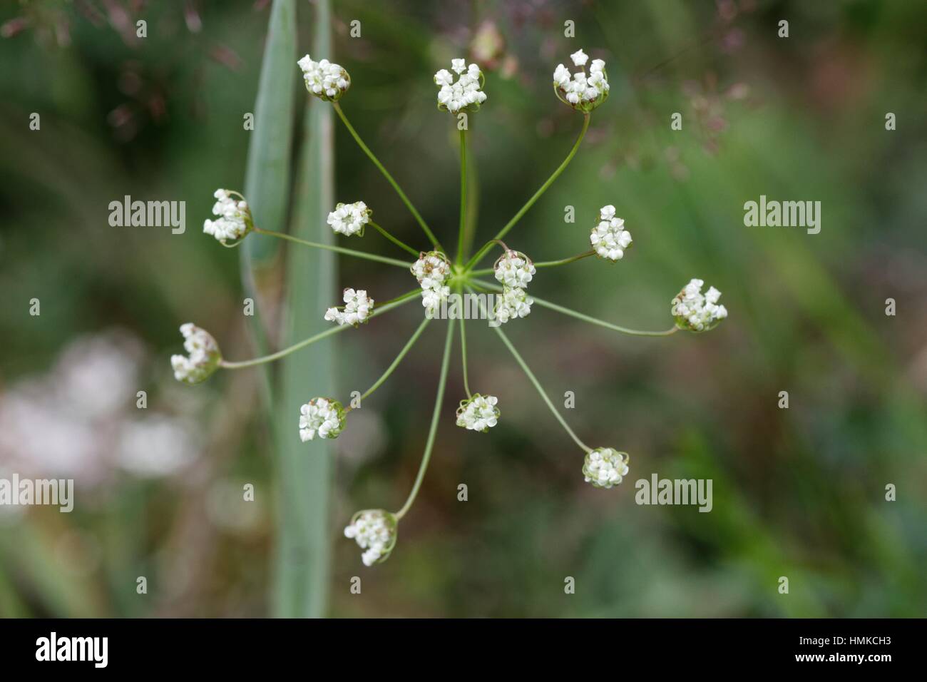 Sanicle or wood sanicle hi-res stock photography and images - Alamy