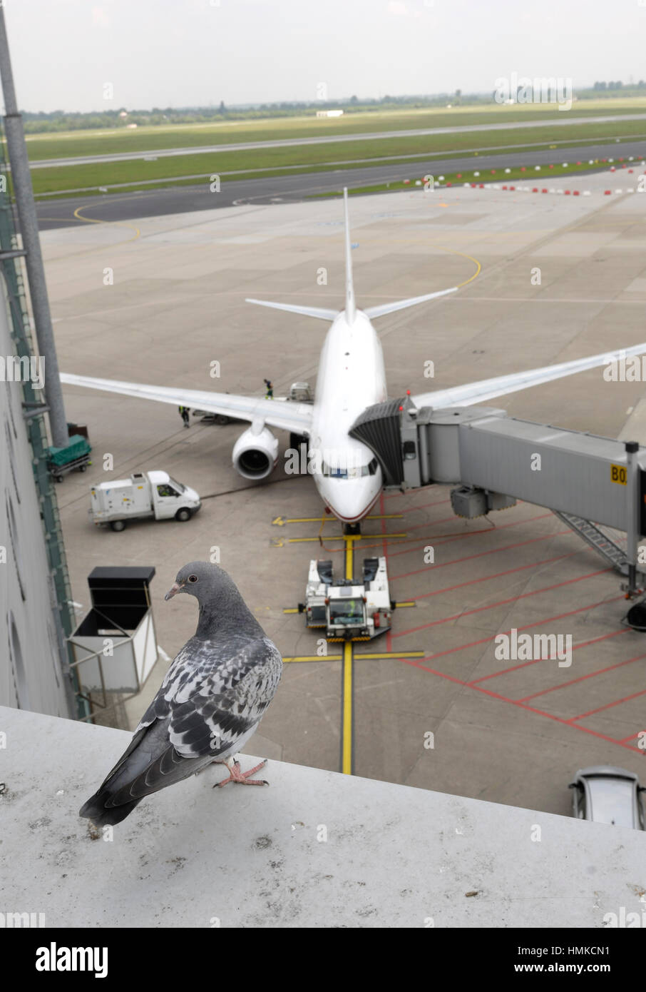 Animal powered vehicle hi-res stock photography and images - Alamy