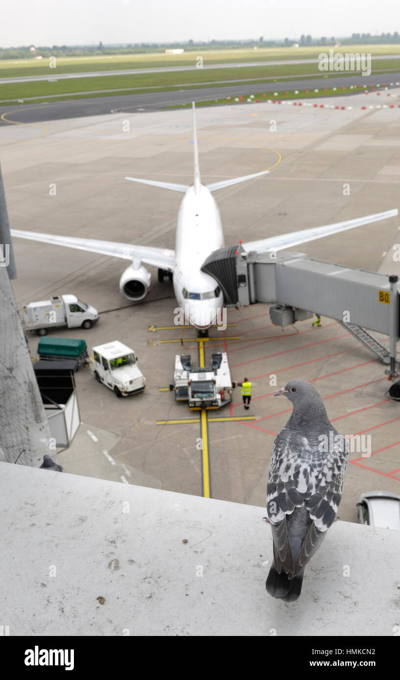 a pigeon bird looking at an Air Berlin Boeing 737-700 airliner parked ...