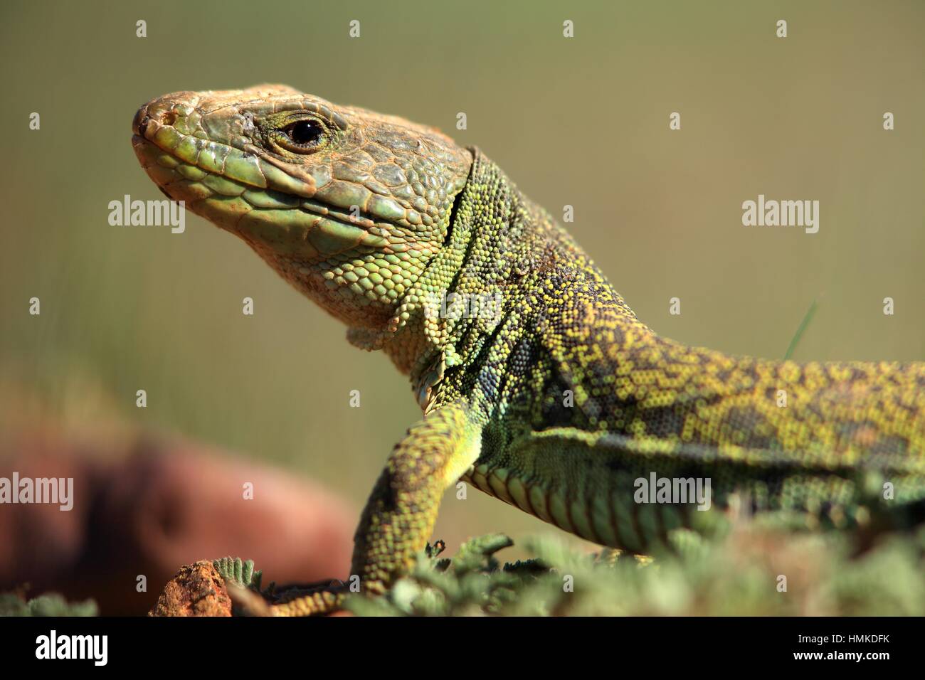 Spanish Lizard Stock Photos & Spanish Lizard Stock Images - Alamy