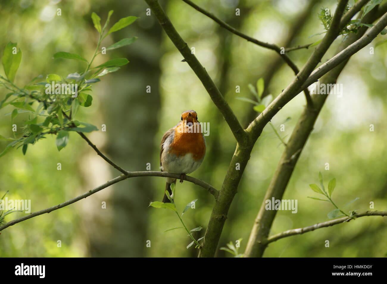 Robin singing on branch Stock Photo - Alamy