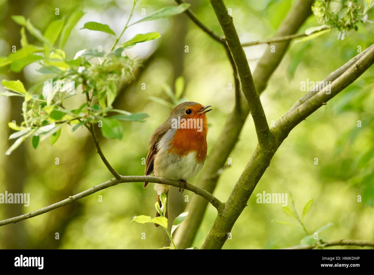 Robin singing on branch Stock Photo - Alamy