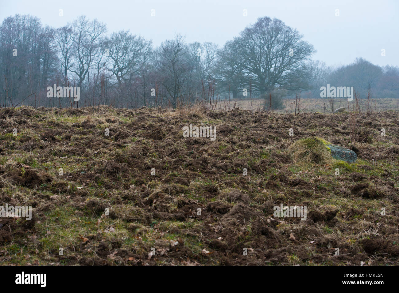 Wild-boar damage on old pasture Stock Photo - Alamy