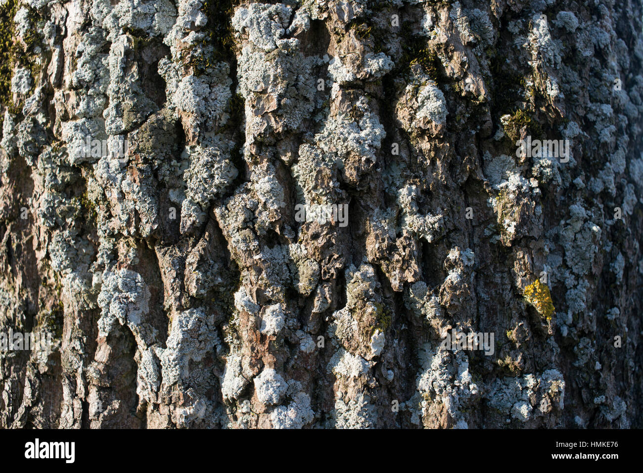 Bark on the trunk of an old ash tree Stock Photo - Alamy