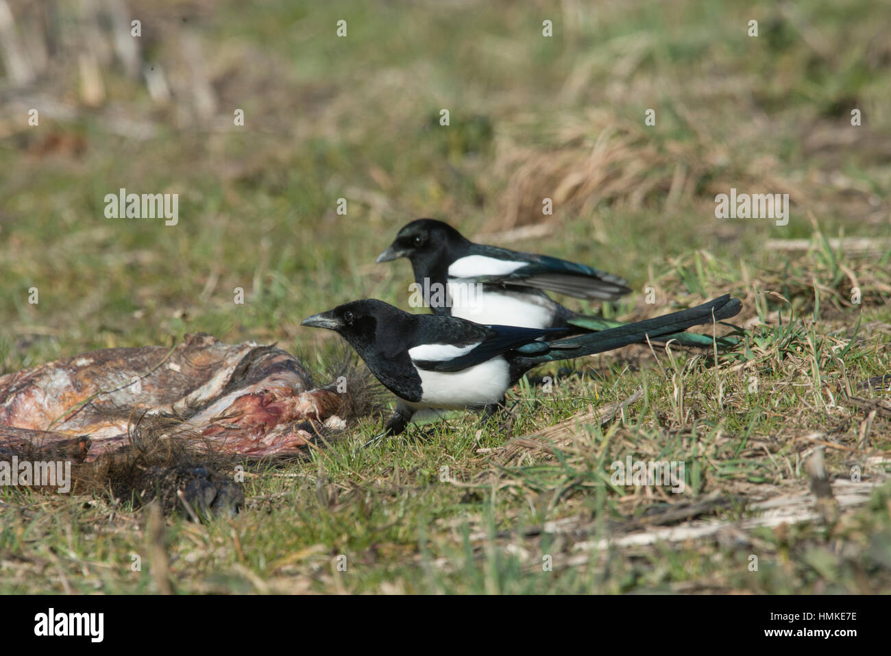 Magpies feeding hi-res stock photography and images - Alamy
