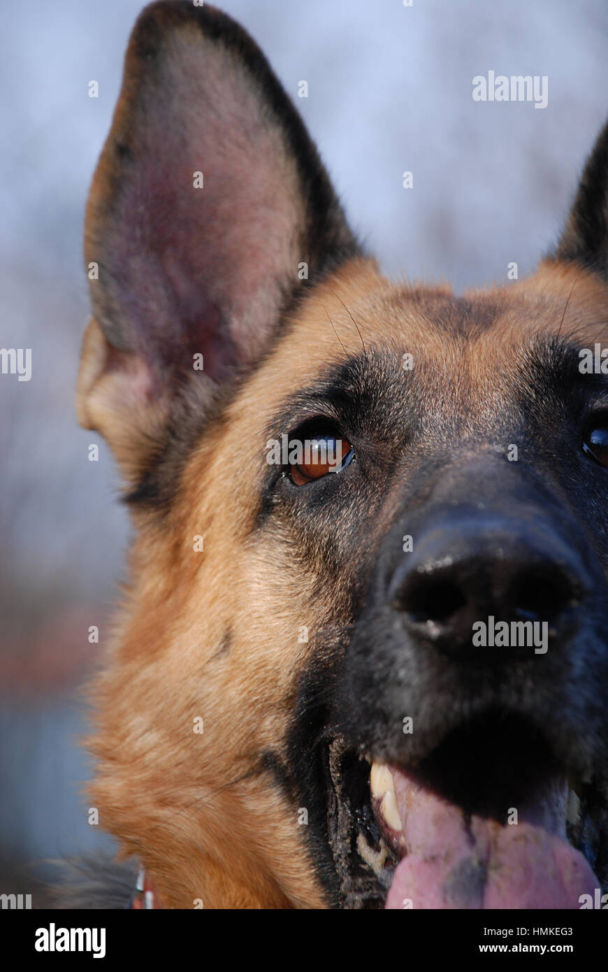 The German Shepherd and nose close up Stock Photo - Alamy
