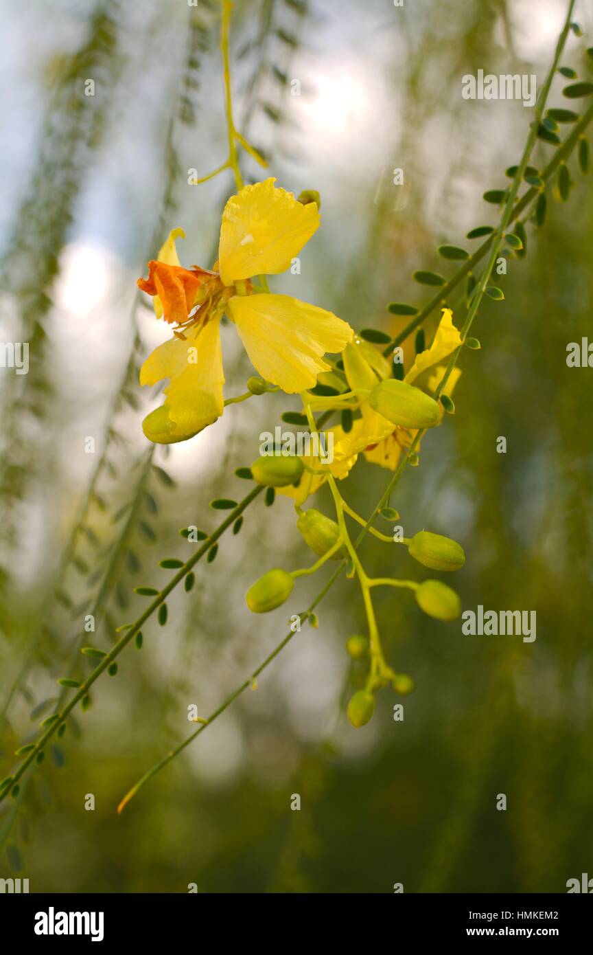 Parkinsonia Aculeata High Resolution Stock Photography and Images - Alamy