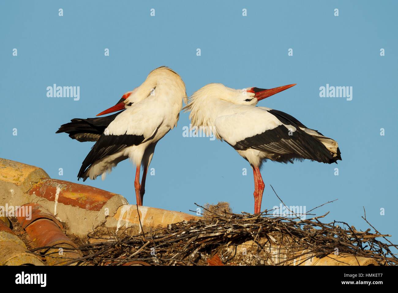 Bill clattering hi-res stock photography and images - Alamy