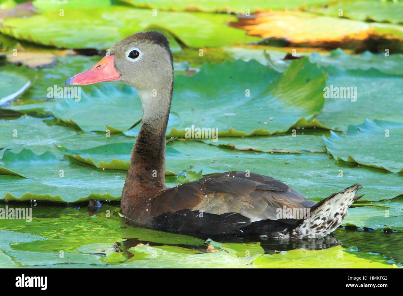 Parque nacional palo verde hi-res stock photography and images - Alamy
