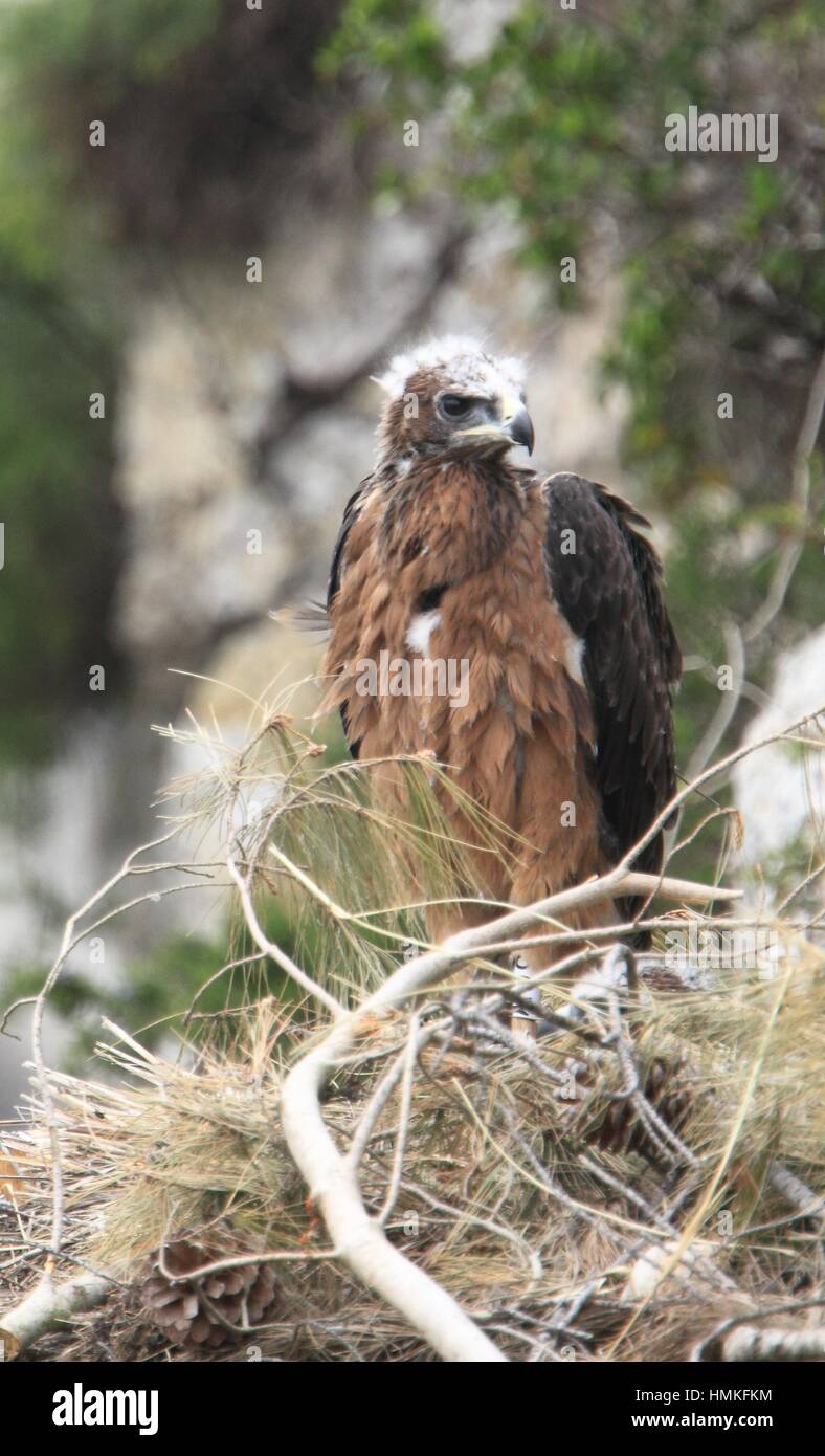 Aves de pollo hi-res stock photography and images - Alamy