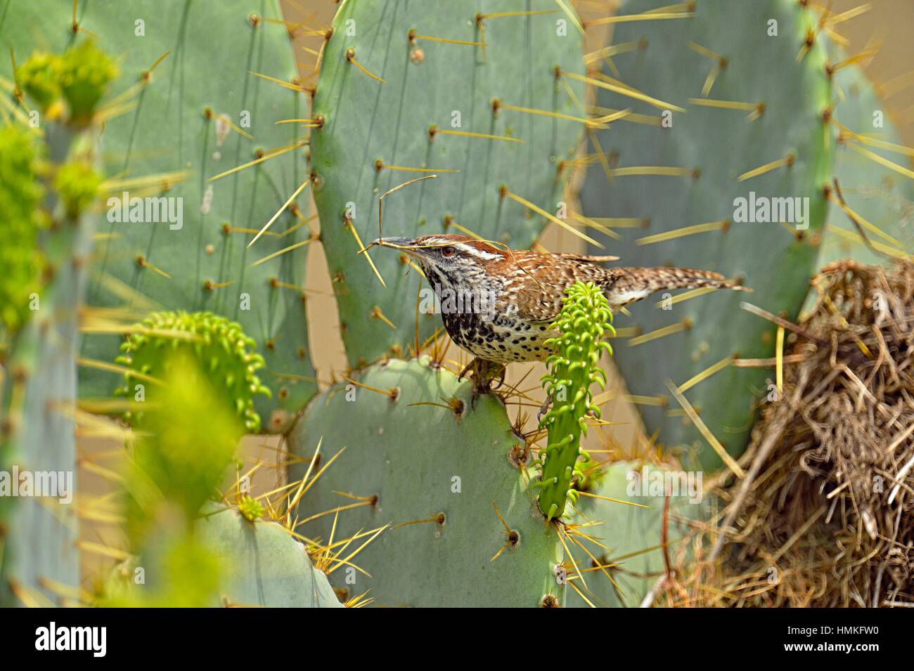 Cactus wren nest hi-res stock photography and images - Alamy