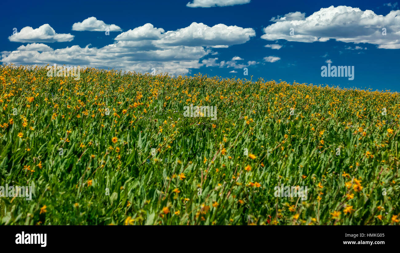 July 14, 2016 - Yellow Mules ear field and white puffy clouds in San ...
