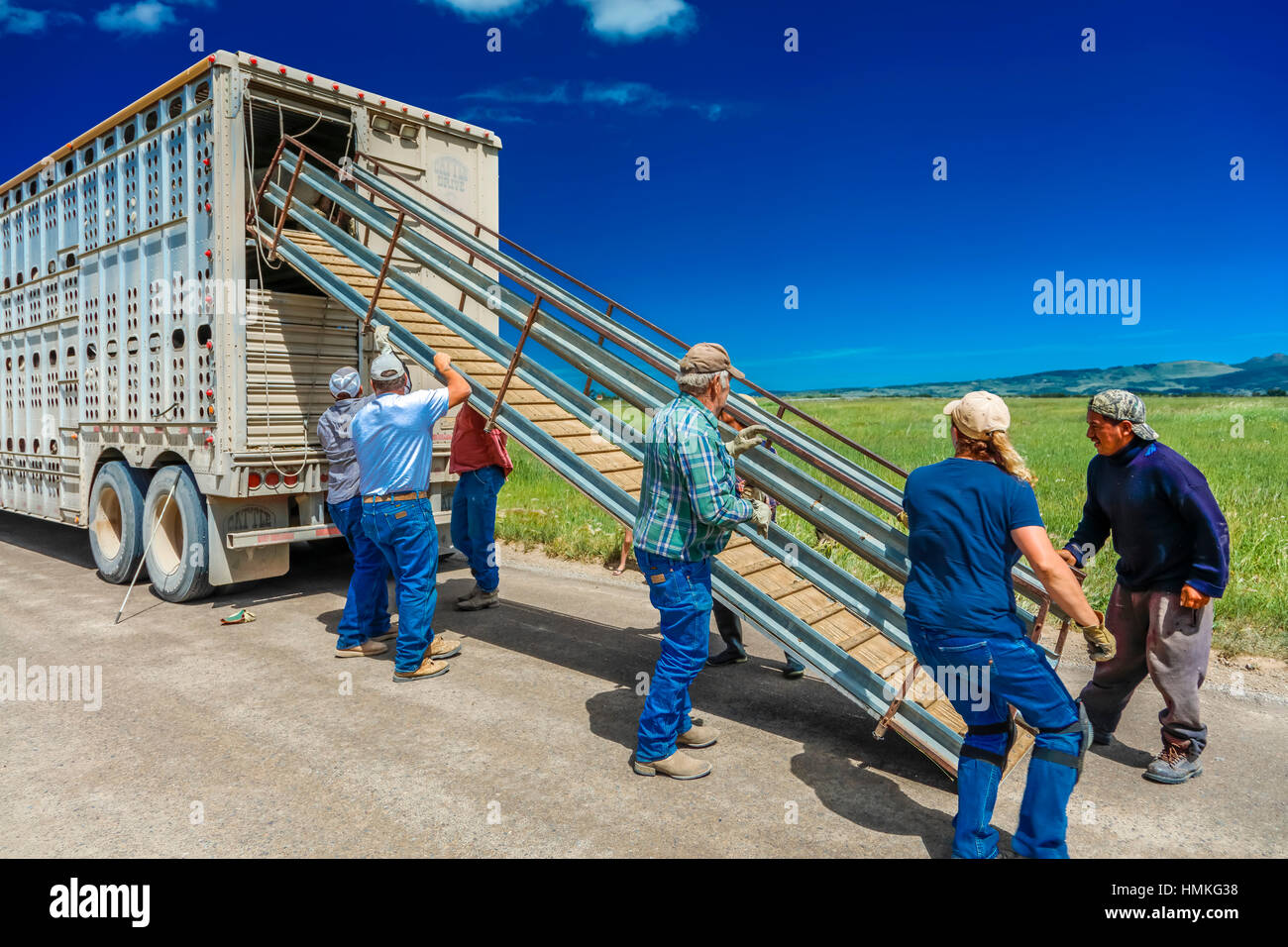 July 17, 2016 - Sheep ranchers unload sheep on Hastings Mesa near ...