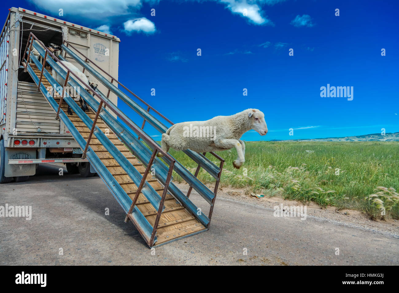 July 17, 2016 - Sheep ranchers unload sheep on Hastings Mesa near ...
