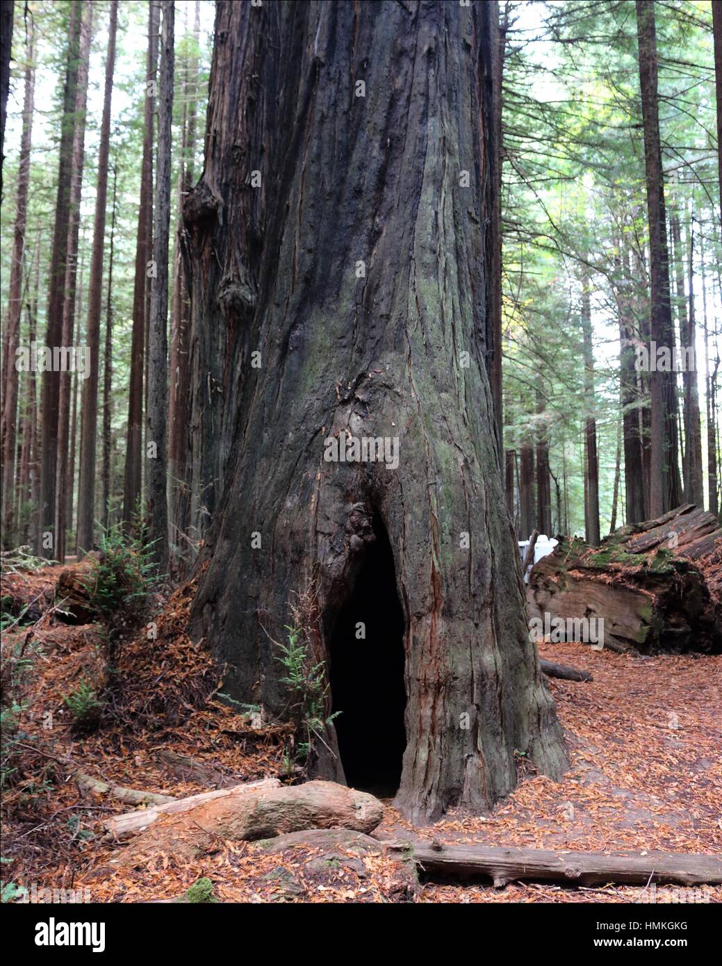Stand of coast redwood trees hi-res stock photography and images - Alamy
