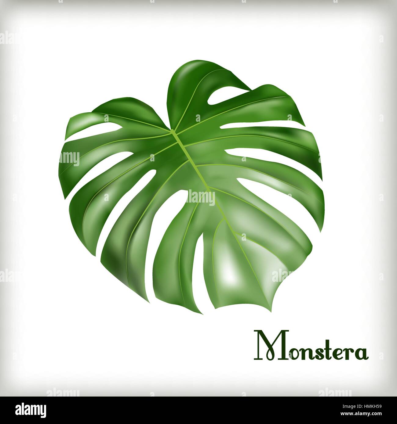 Monstera Leaf