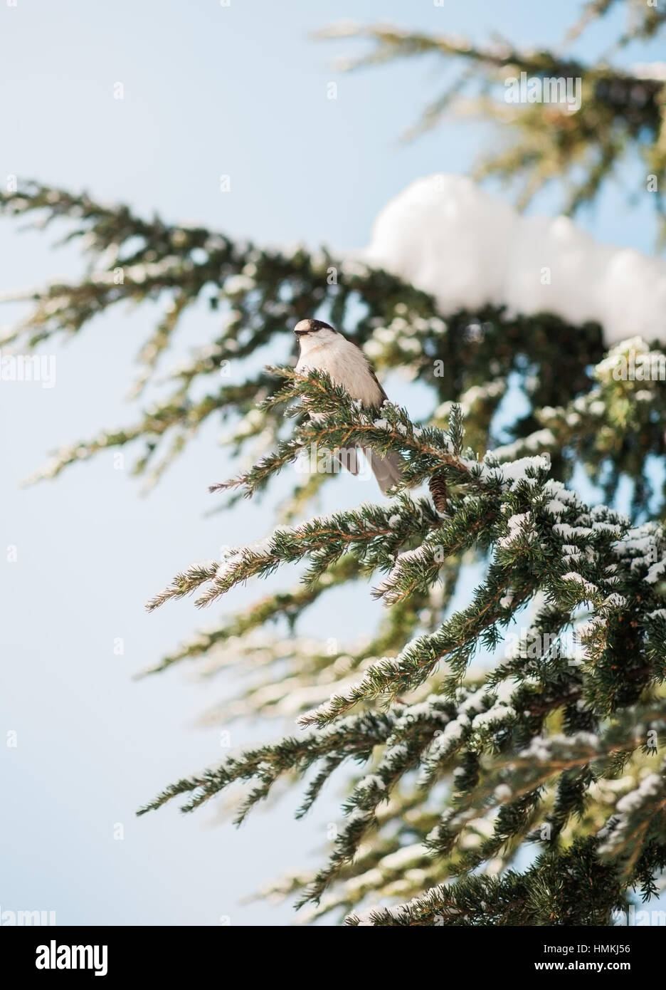 A whiskey jack or grey jay bird on a douglas fir tree branch covered in ...