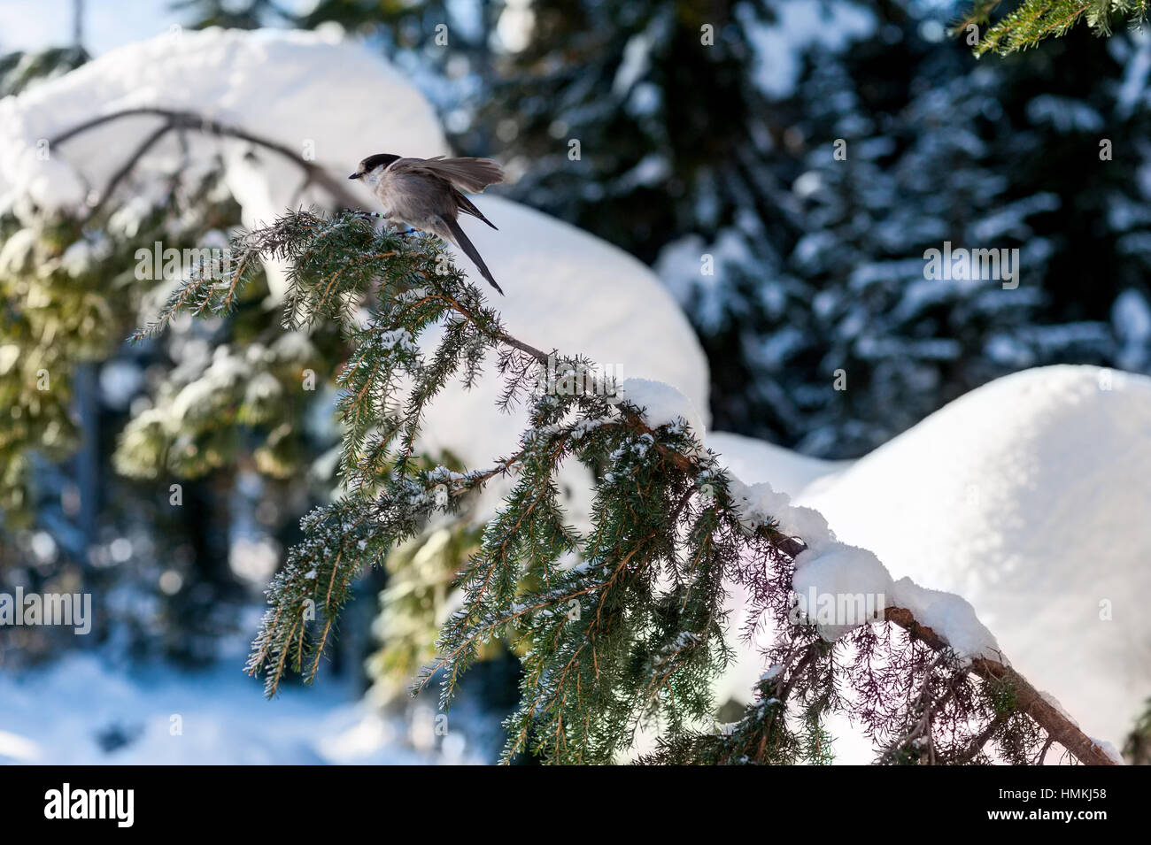Whiskeyjack bird hi-res stock photography and images - Alamy
