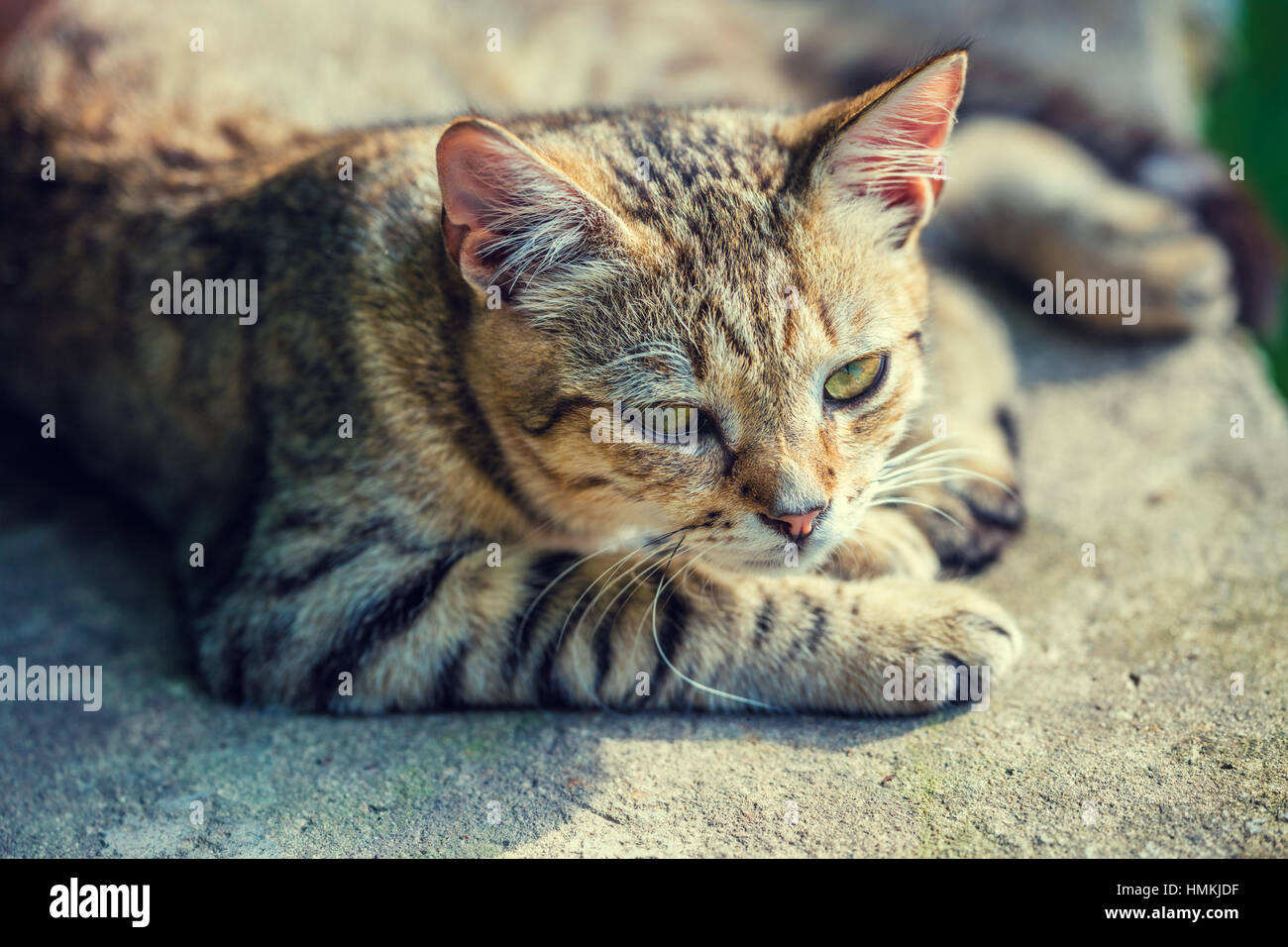 Portrait of a stray cat lying on concrete surface Stock Photo - Alamy