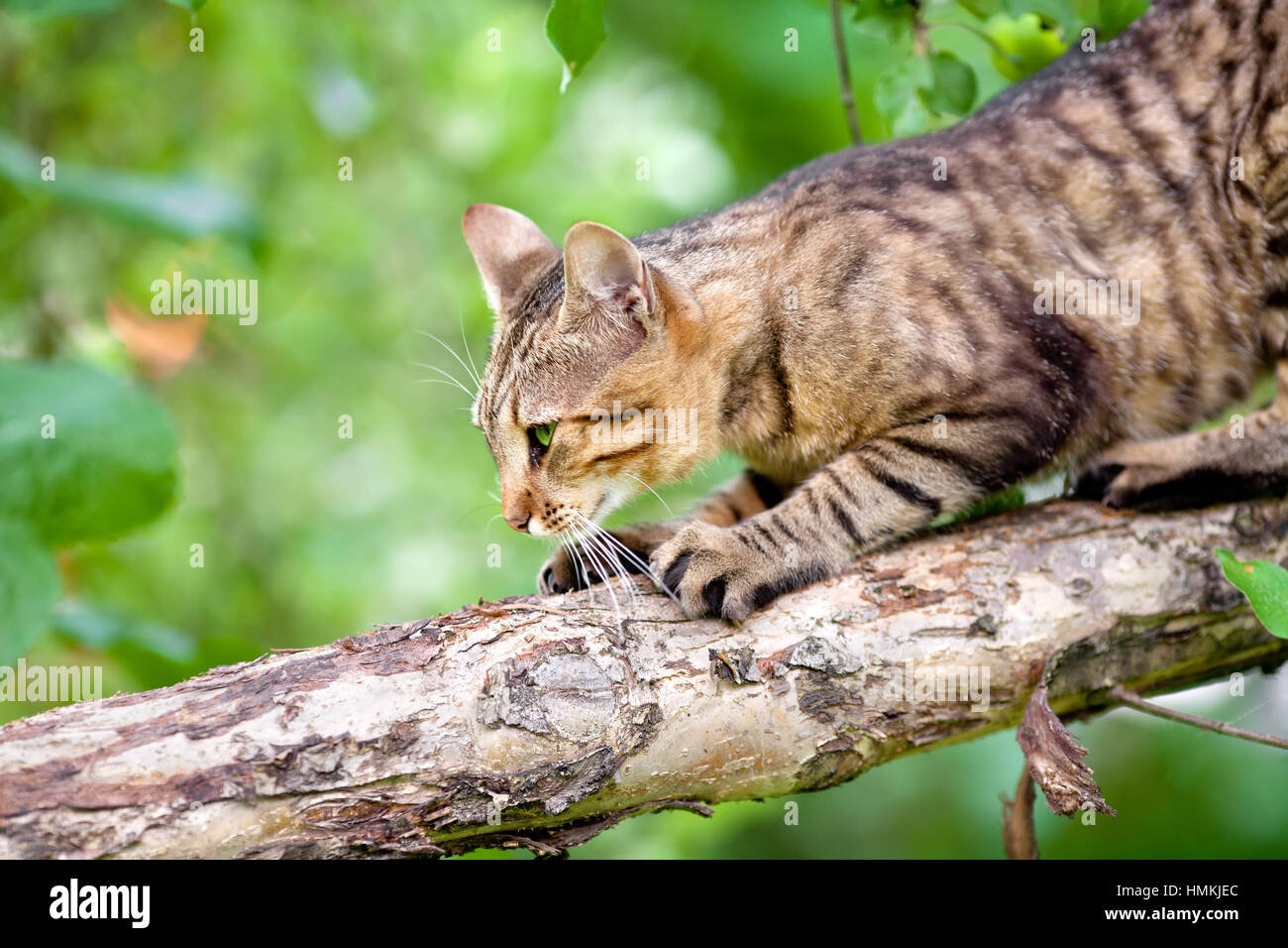 Cat sneaking on the tree in the garden Stock Photo - Alamy
