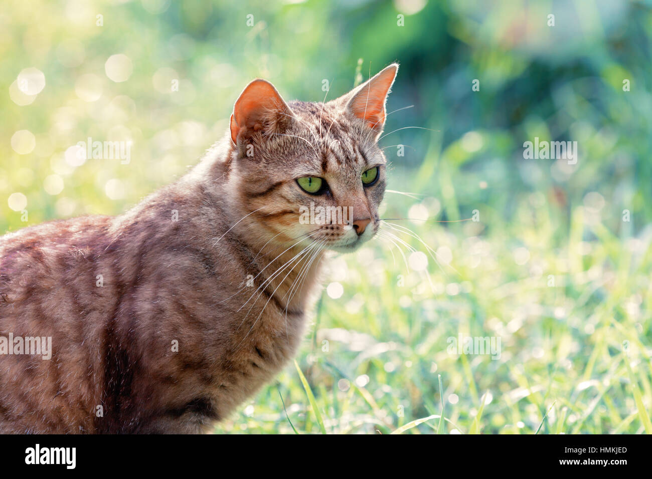 Portrait of a cat on green background Stock Photo - Alamy