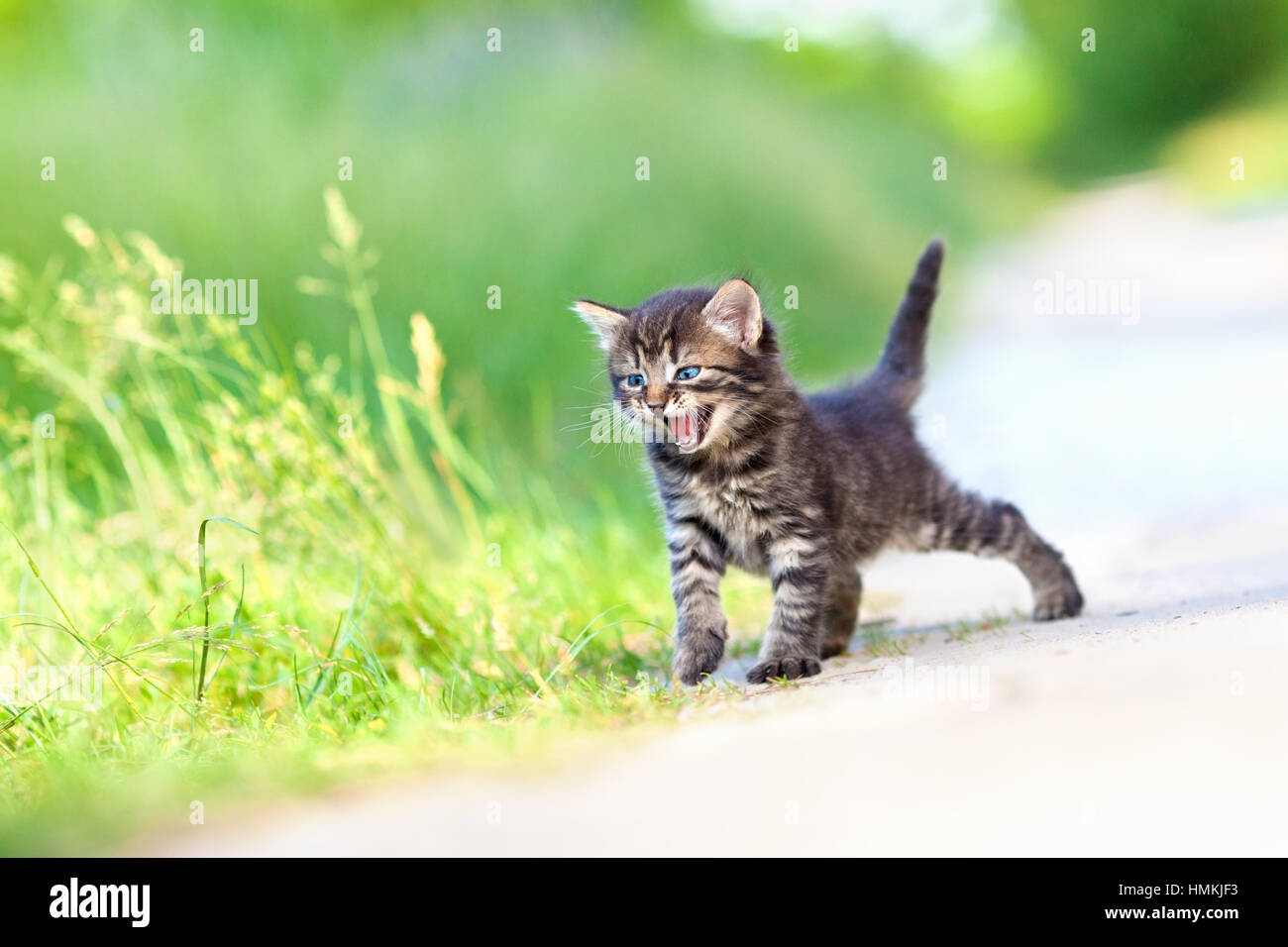 Little meowing kitten walking on the sandy road Stock Photo - Alamy