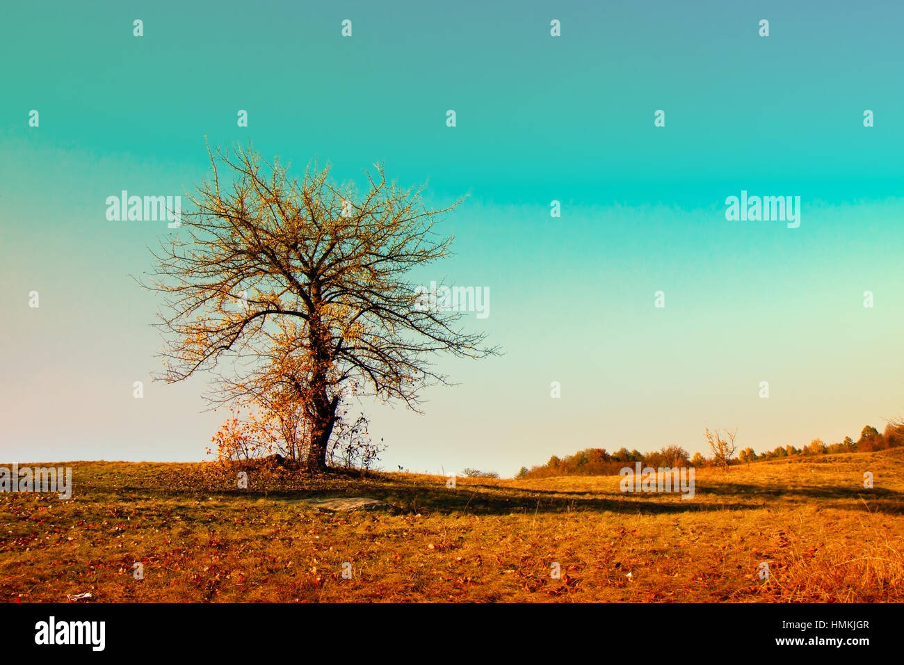 Alone tree in the field Stock Photo - Alamy