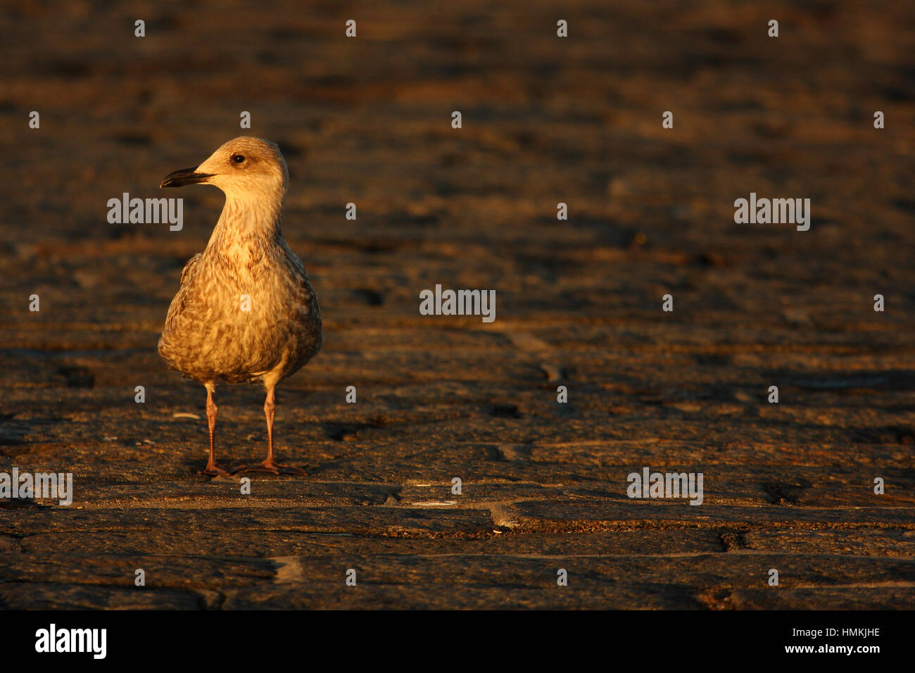 Sea gul and pier hi-res stock photography and images - Alamy