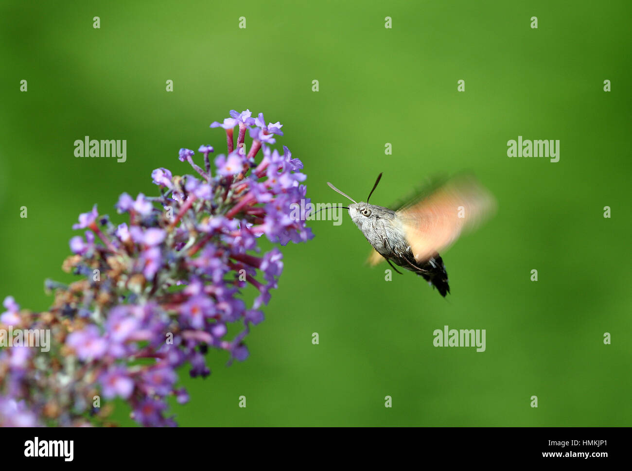 Hummingbird Hawk Moth Stock Photo - Alamy